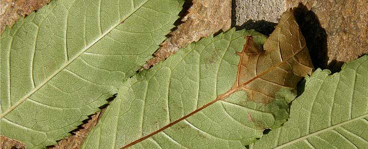 Pest and Disease Identification and Management – All Arboriculture